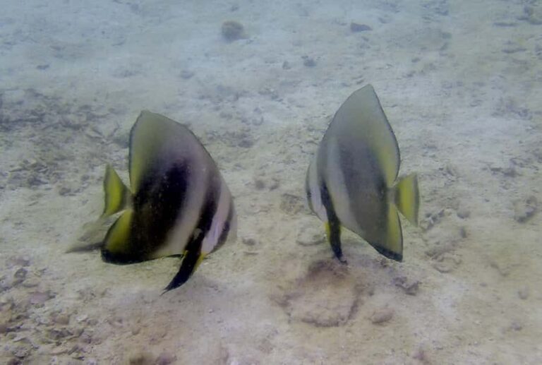 Ko Kut: Private boat trip to Koh Rang the National Park - What Makes This Tour Stand Out