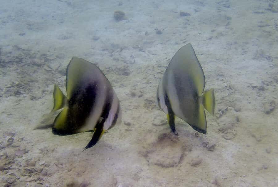 Ko Kut: Private boat trip to Koh Rang the National Park - What Makes This Tour Stand Out