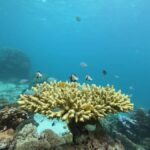 Ko Lanta: Koh Ma & Koh Ngai Snorkeling Trip with Lunch - In-Depth Look at the Itinerary