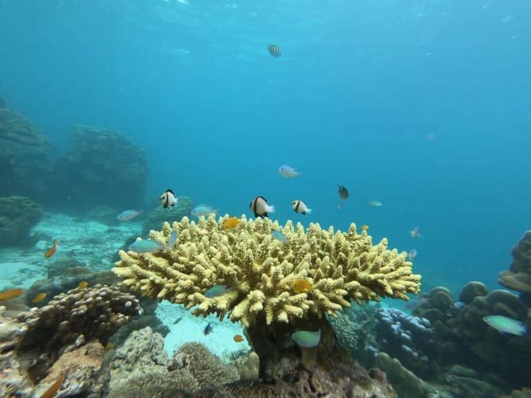 Ko Lanta: Koh Ma & Koh Ngai Snorkeling Trip with Lunch - In-Depth Look at the Itinerary