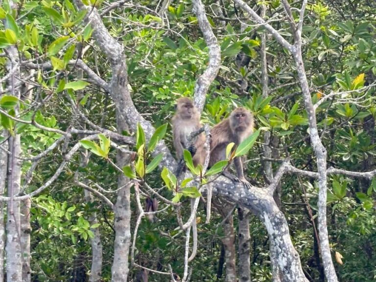 Ko Lanta: Thung Yee Peng Mangrove Kayak Rental - Paddling Through a Living Ecosystem