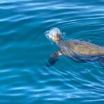 Ko Olina Glass Bottom Boat Tour - Final Thoughts