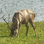 Kochi:- Same Day Periyar Wildlife Tour with Elephant Bath - Who Should Consider This Tour?