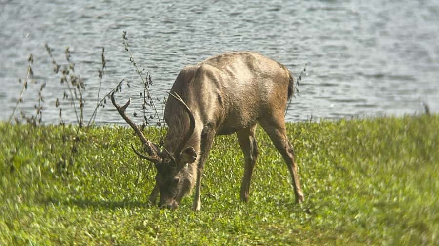 Kochi:- Same Day Periyar Wildlife Tour with Elephant Bath - Who Should Consider This Tour?