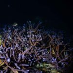 Koh Chang: 2-Day PADI Advanced Open Water Course - What To Expect During Each Dive