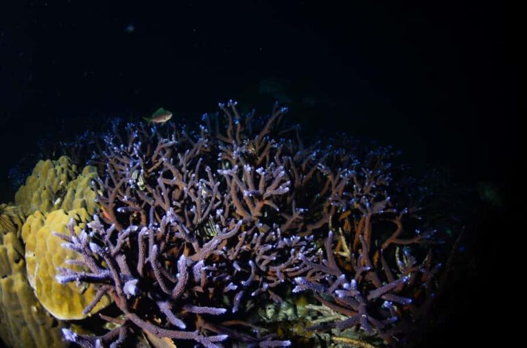 Koh Chang: 2-Day PADI Advanced Open Water Course - What To Expect During Each Dive