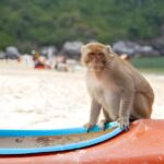 Koh Larn Monkey Beach Guided Tour and Watersports - Detailed Itinerary Breakdown