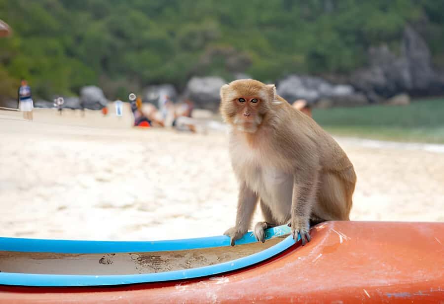 Koh Larn Monkey Beach Guided Tour and Watersports - Detailed Itinerary Breakdown