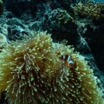 Koh Lipe: Fun Dive for Certified Divers - What Past Travelers Say