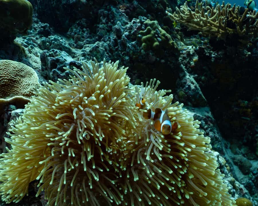 Koh Lipe: Fun Dive for Certified Divers - What Past Travelers Say