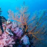 Koh Lipe: Marine Park Guided Scuba Tour for Certified Divers - Practical Details and Value