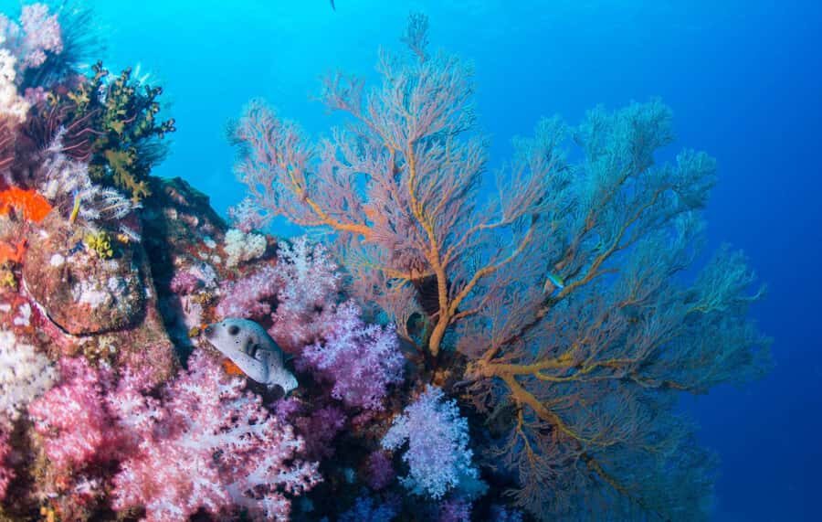 Koh Lipe: Marine Park Guided Scuba Tour for Certified Divers - Practical Details and Value