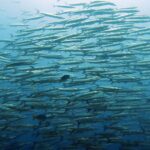 Koh Samui: Day Trip Diving at Sail Rock - The Dive Site: Sail Rock