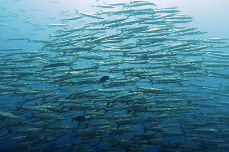 Koh Samui: Day Trip Diving at Sail Rock - The Dive Site: Sail Rock