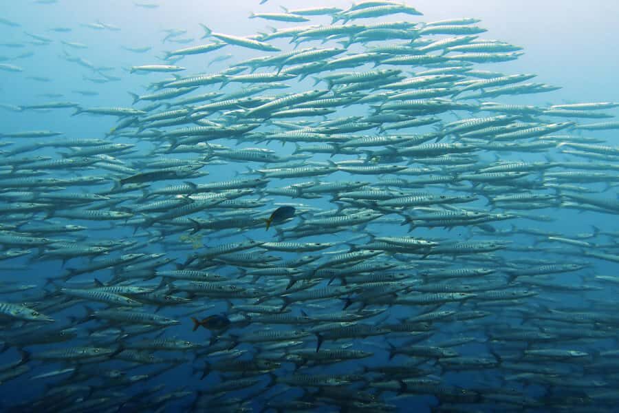 Koh Samui: Day Trip Diving at Sail Rock - The Dive Site: Sail Rock