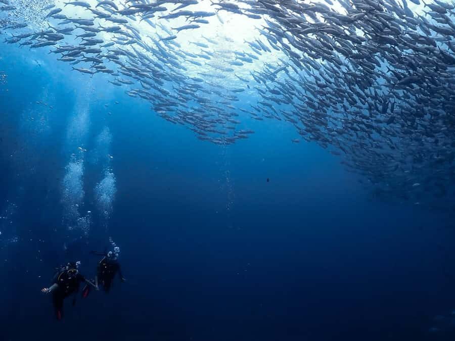 Koh Samui: Dive Tour Chumphon Pinnacles - Is This Tour for You?