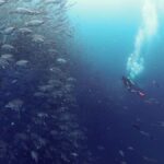 Koh Samui: Dive Tour to Sail Rock - The Value of Guided Tours like This
