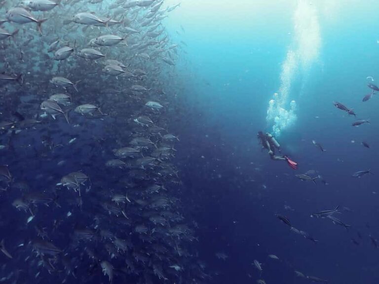 Koh Samui: Dive Tour to Sail Rock - The Value of Guided Tours like This