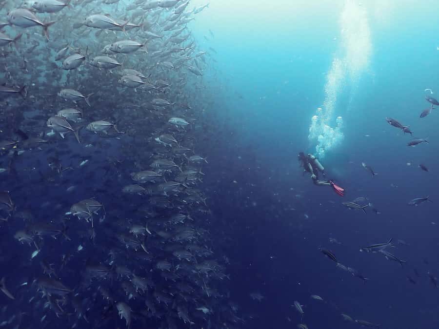 Koh Samui: Dive Tour to Sail Rock - The Value of Guided Tours like This