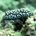 Koh Samui: Dive Trip Experience in Koh Tao - What Makes This Tour Stand Out?