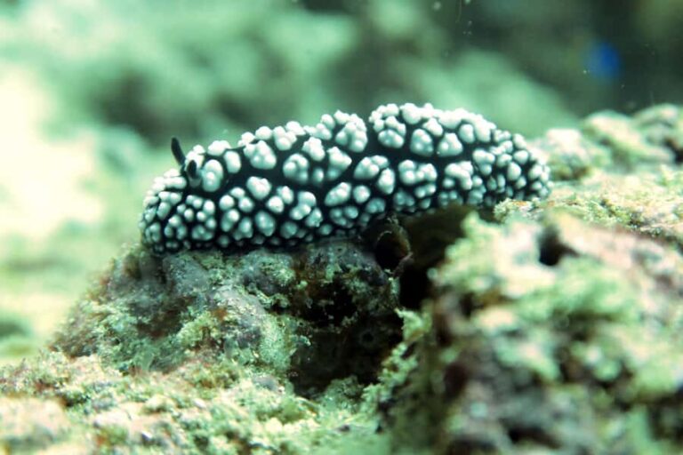 Koh Samui: Dive Trip Experience in Koh Tao - What Makes This Tour Stand Out?