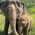Koh Samui Elephant Home Sanctuary and the first Elephant Museum - The Sum Up: Who Will Love This Tour?
