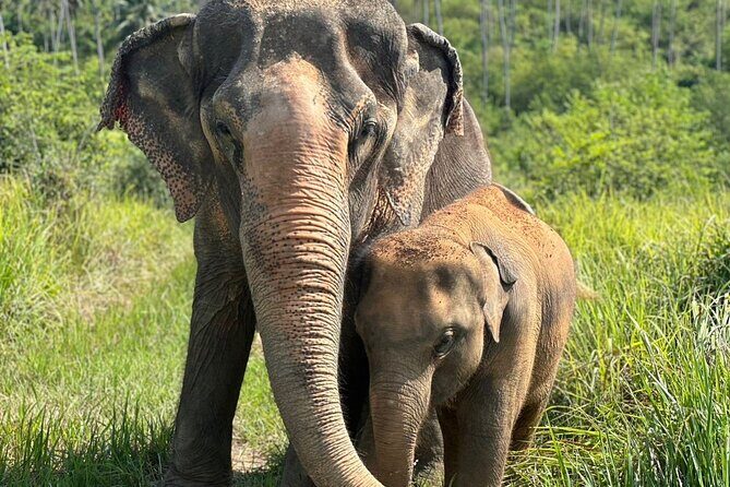 Koh Samui Elephant Home Sanctuary and the first Elephant Museum - The Sum Up: Who Will Love This Tour?