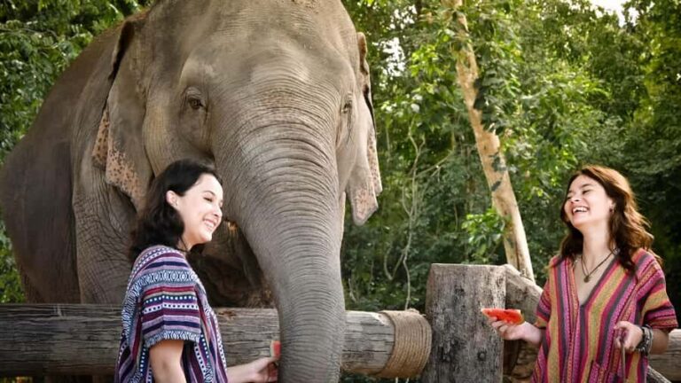 Koh Samui: Elephant Sanctuary Tour - Feed & Shower Elephants - Interacting with Rescued Elephants