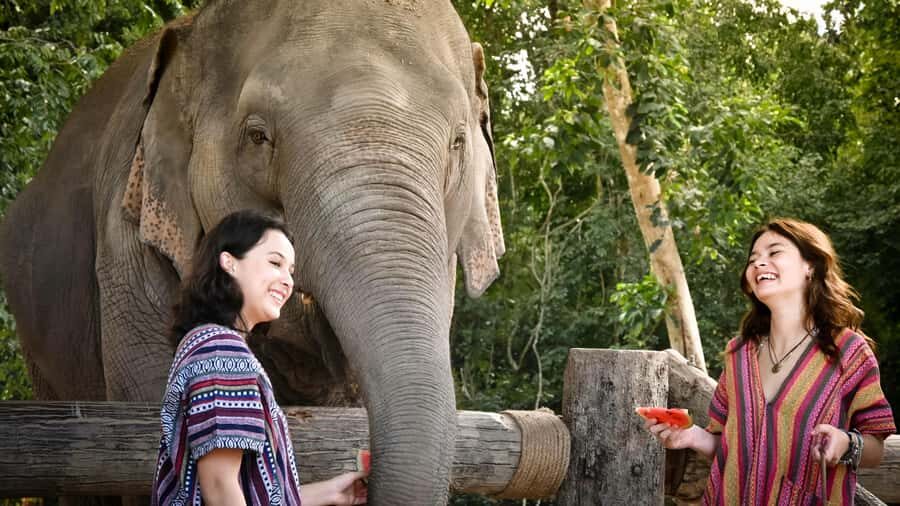 Koh Samui: Elephant Sanctuary Tour - Feed & Shower Elephants - Interacting with Rescued Elephants