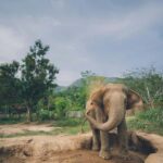 Koh Samui: Elephant Sanctuary Tour with Lunch & Pickup - The Itinerary in Detail