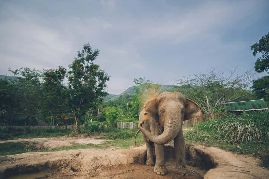 Koh Samui: Elephant Sanctuary Tour with Lunch & Pickup - The Itinerary in Detail