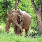 Koh Samui: Ethical Elephant Sanctuary Tour with Buffet Lunch - What Makes This Tour Stand Out