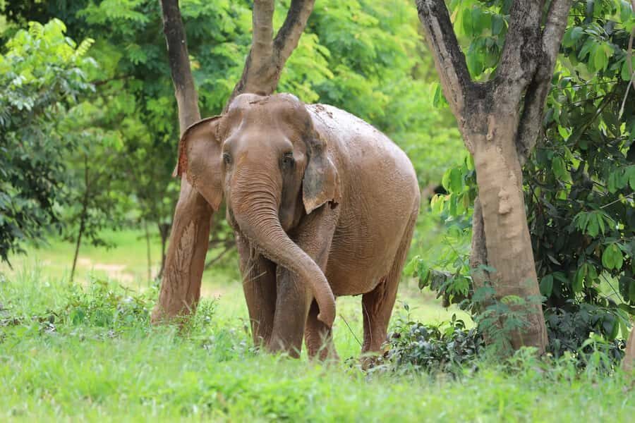Koh Samui: Ethical Elephant Sanctuary Tour with Buffet Lunch - What Makes This Tour Stand Out