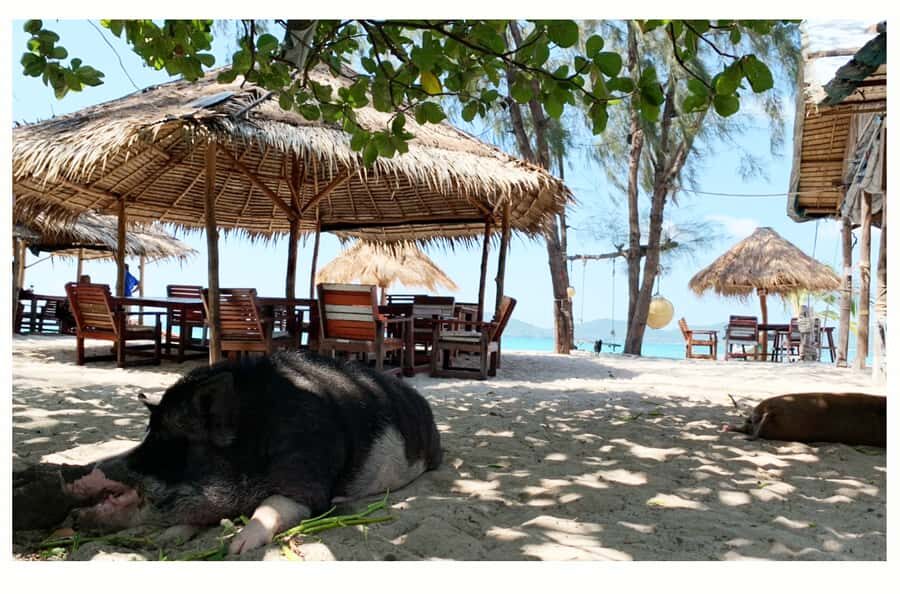 Koh Samui: Koh Madsum and Koh Tan Long Tail Boat Trip - What Travelers Say