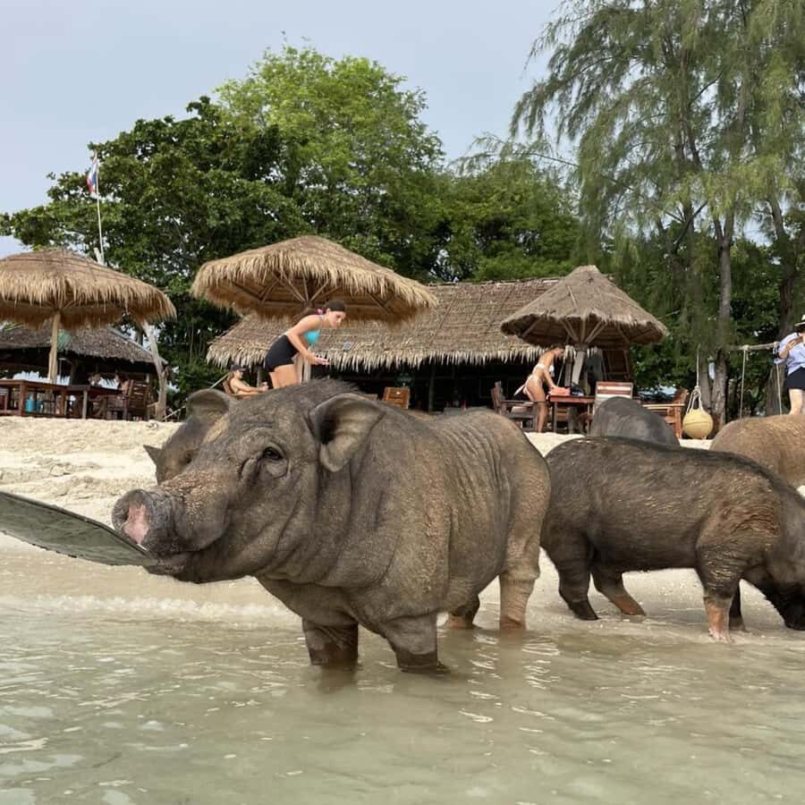 Koh Samui: Koh Madsum & Koh Tan Speed Catamaran Tour - What Travelers Can Expect