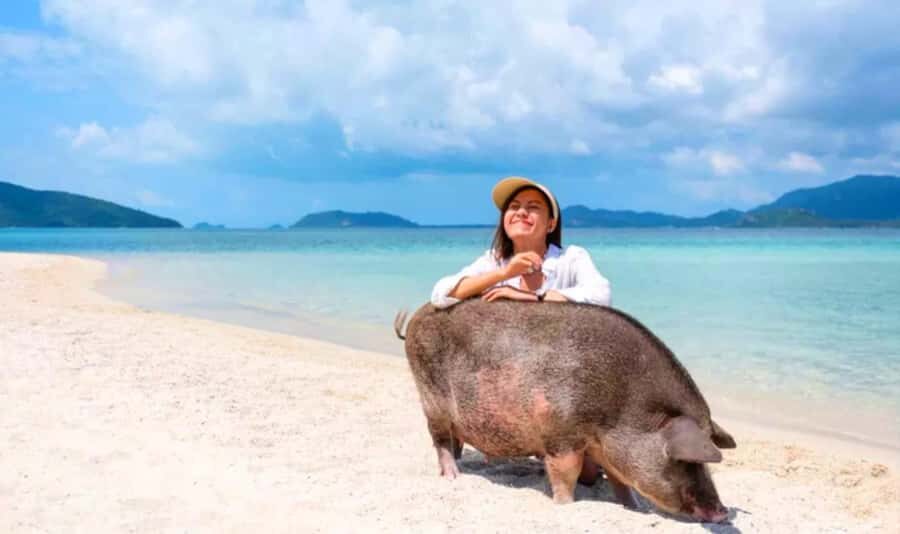 Koh Samui: Pink Dolphin, Pig Island, and Snorkeling Day Trip - Practical Details and Value