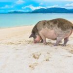 Koh Samui: Private Speedboat Tour to Koh Madsum and Koh Tan - The Practical Details