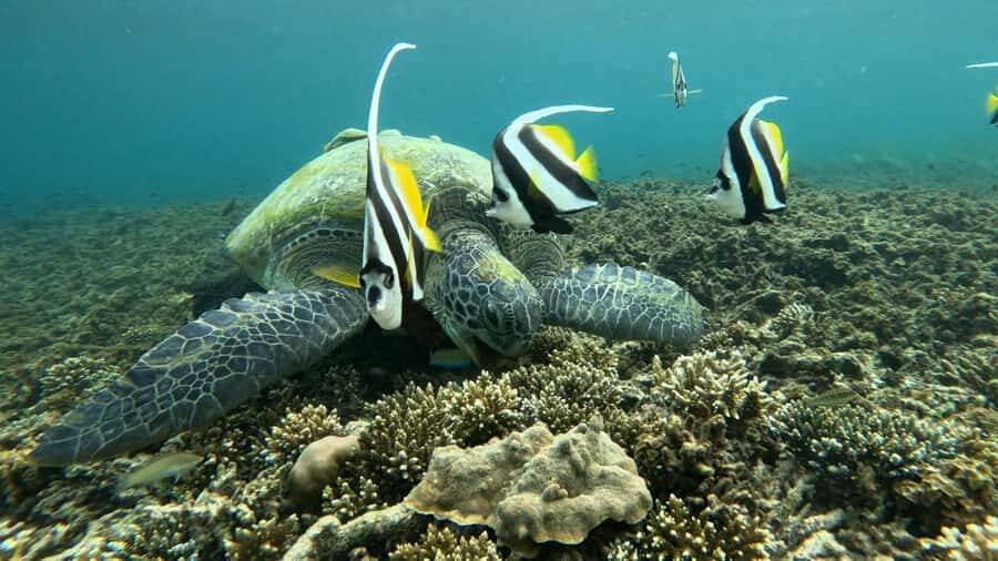 Koh Tao: Advance Open Water Diver 2 Days Course - What to Expect During the Course