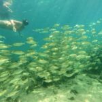 Koh Tao: Full-Day Snorkeling Tour with Lunch & Hotel Pick-up - An In-Depth Look at the Koh Tao Snorkeling Tour