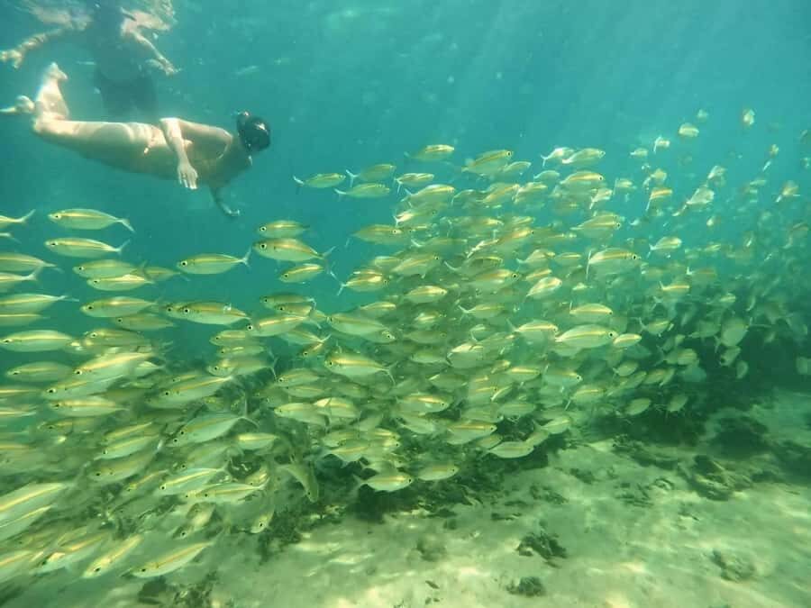 Koh Tao: Full-Day Snorkeling Tour with Lunch & Hotel Pick-up - An In-Depth Look at the Koh Tao Snorkeling Tour
