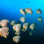Koh Tao: PADI Premium Open Water Diver Course (2.5 Days) - An In-Depth Look at the Koh Tao PADI Course