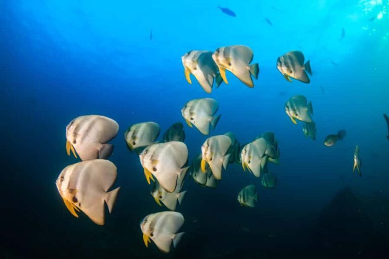 Koh Tao: PADI Premium Open Water Diver Course (2.5 Days) - An In-Depth Look at the Koh Tao PADI Course