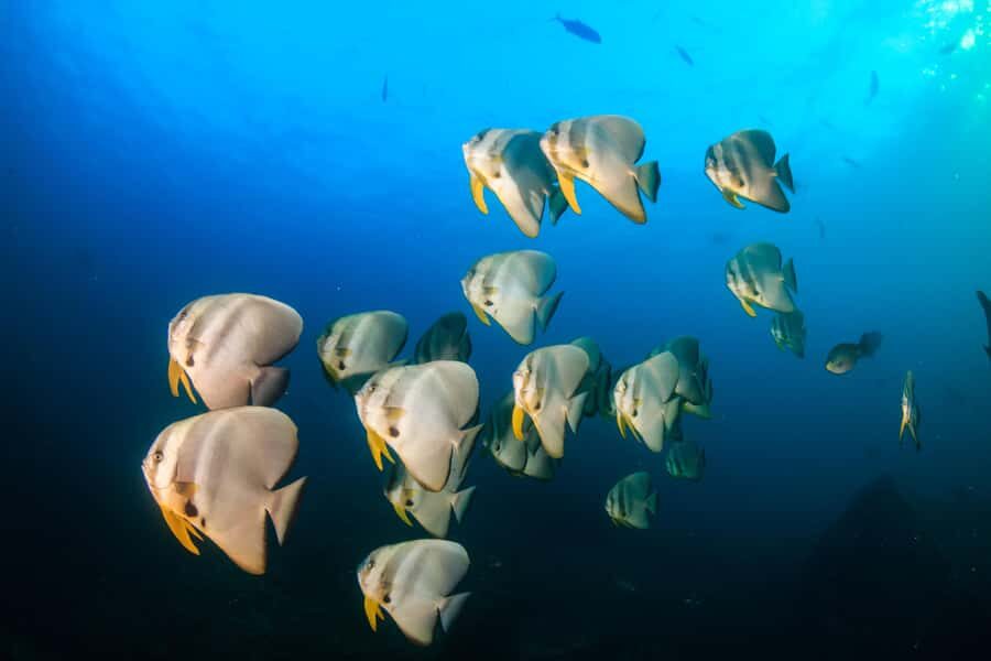 Koh Tao: PADI Premium Open Water Diver Course (2.5 Days) - An In-Depth Look at the Koh Tao PADI Course