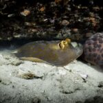 Koh Tao: Private Basic Diver Experience with 2 Dives - What Makes This Tour Stand Out