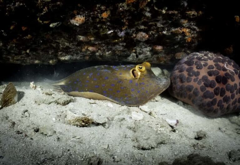 Koh Tao: Private Basic Diver Experience with 2 Dives - What Makes This Tour Stand Out