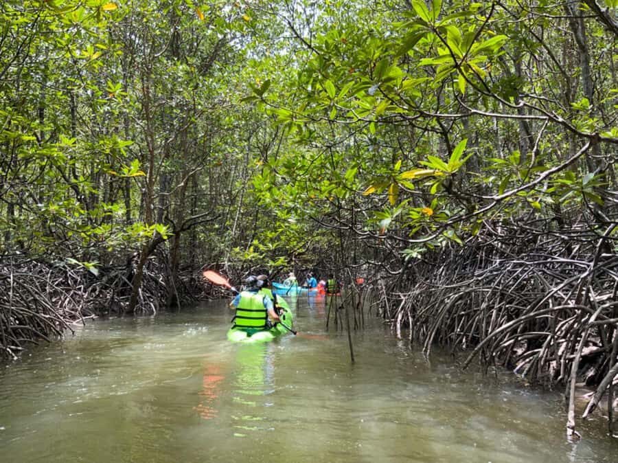 Koh Yao Yai : Mangrove Kayaking Adventure - Who Will Love This Tour?