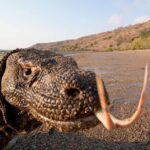 Komodo: 4-Day Private Tour with Overnight Boat and Hotel - The Experience of Staying on a Wooden Boat
