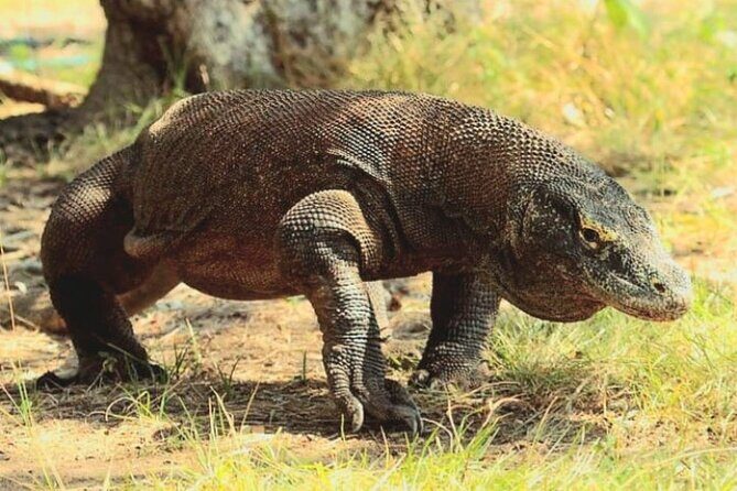 Komodo Island 2 Days 1 Night Tour with Flights from Bali - What Travelers Find Valuable