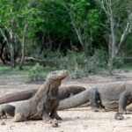 Komodo Island: 3D2N Private Speedboat Tour with Hotel - What Makes This Tour Stand Out