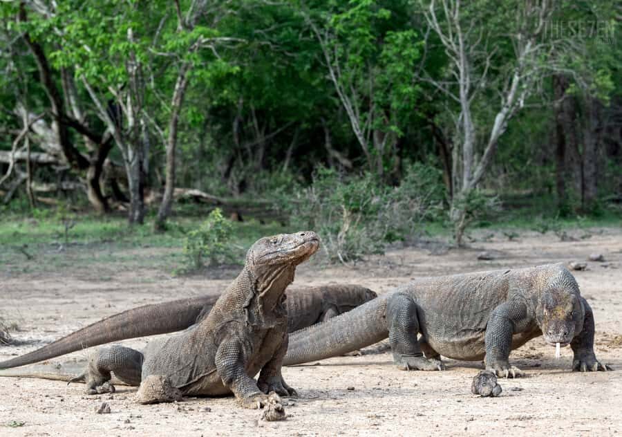 Komodo Island: 3D2N Private Speedboat Tour with Hotel - What Makes This Tour Stand Out